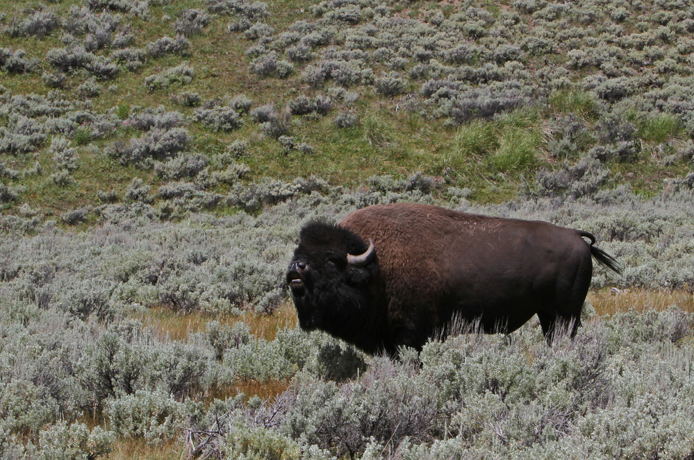 “Buff…Buffalo!” – A Ranger's Journal